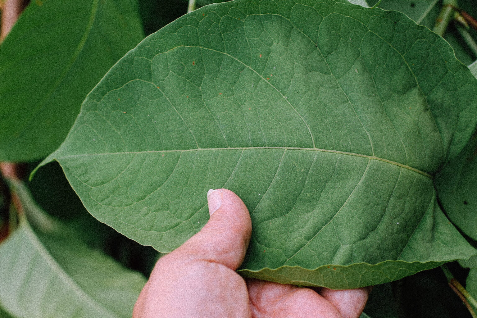 Resources - The Knotweed Lab